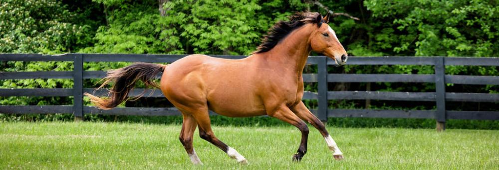 WELLNESS – KER Targeted Nutrition